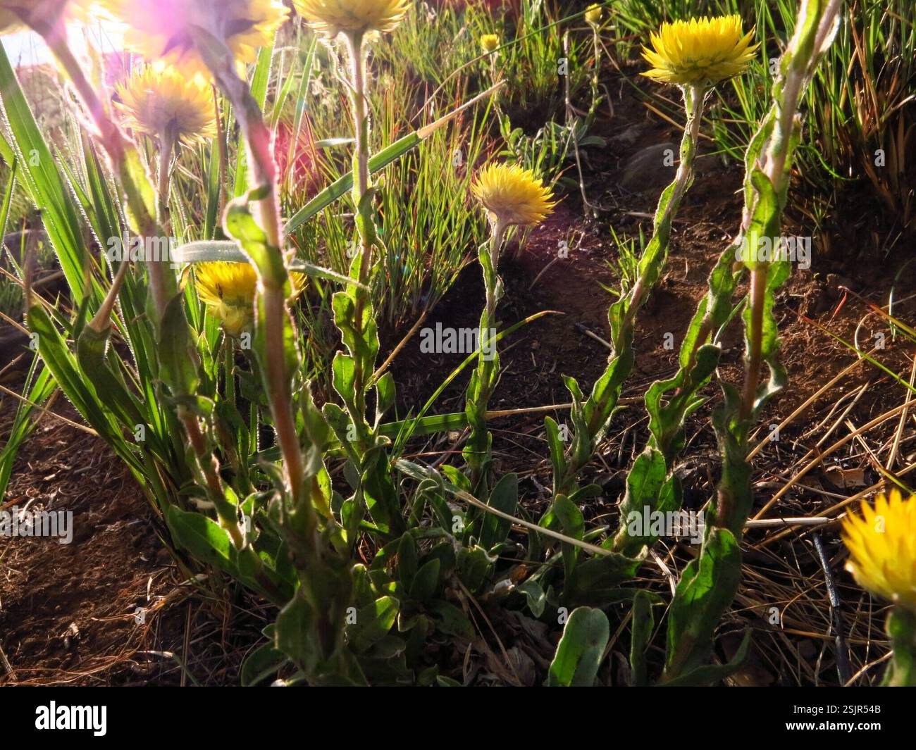 Bright Yellow Everlasting (Helichrysum aureum), Plantae, uThukela ...