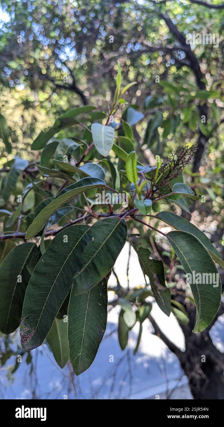 laurel sumac (Malosma laurina), Plantae, Los Angeles, California ...