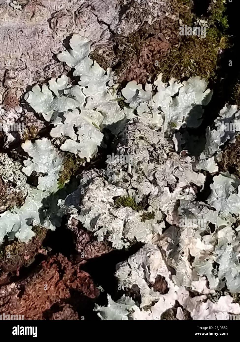 common lichens (Lecanoromycetes), Fungi, Porter Township, PA, USA Stock ...