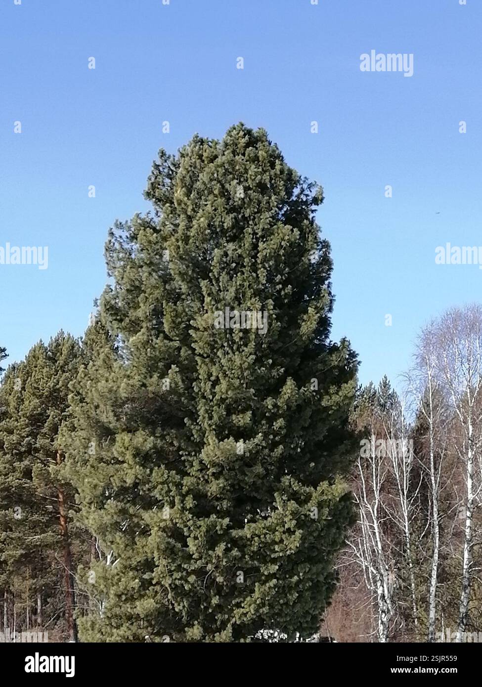 Siberian pine (Pinus sibirica), Plantae, Октябрьский, Иркутская обл ...