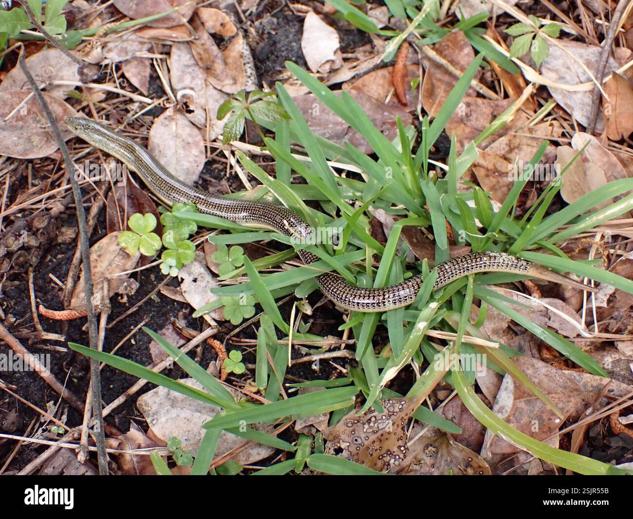 Eastern Glass Lizard (Ophisaurus ventralis), Reptilia, North Carolina ...