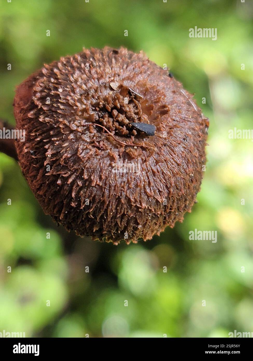 (Inosperma calamistratoides), Fungi, Ohakune 4691, New Zealand Stock ...