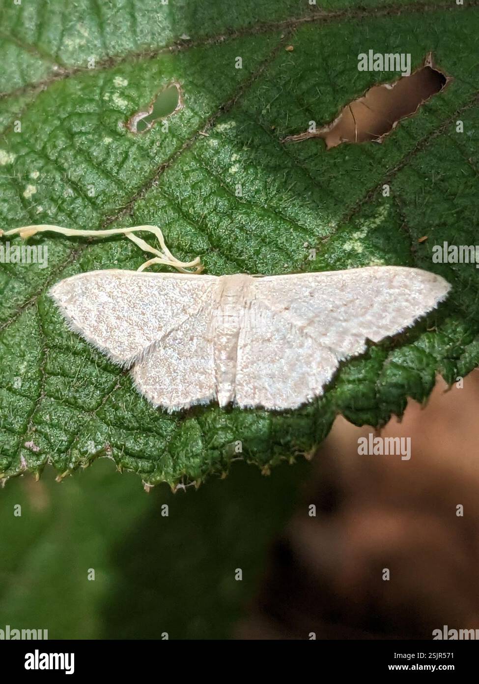 Geometer Moths (Geometridae), Insecta, Nambour QLD 4560, Australia ...