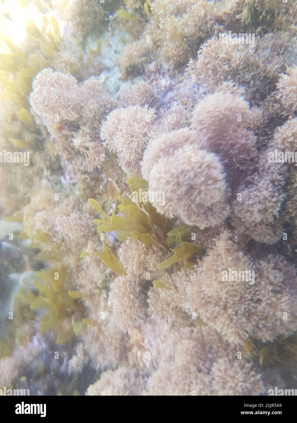Red Coralline Algae (Jania), Plantae, Vendome, Marsaskala, Malta Stock Photo - Alamy