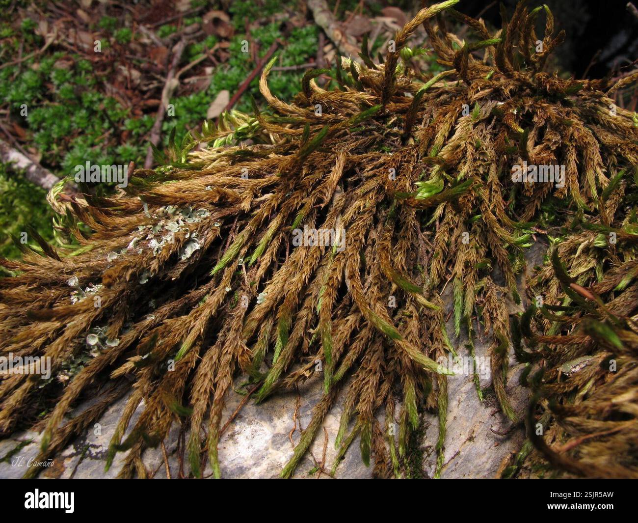 squirrel-tail moss (Leucodon sciuroides), Plantae, Lugo, España, On ...