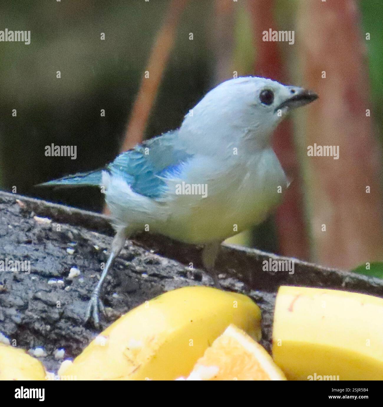 Blue-gray Tanager (Thraupis episcopus), Aves, Anton's Valley, Cocle, PA ...