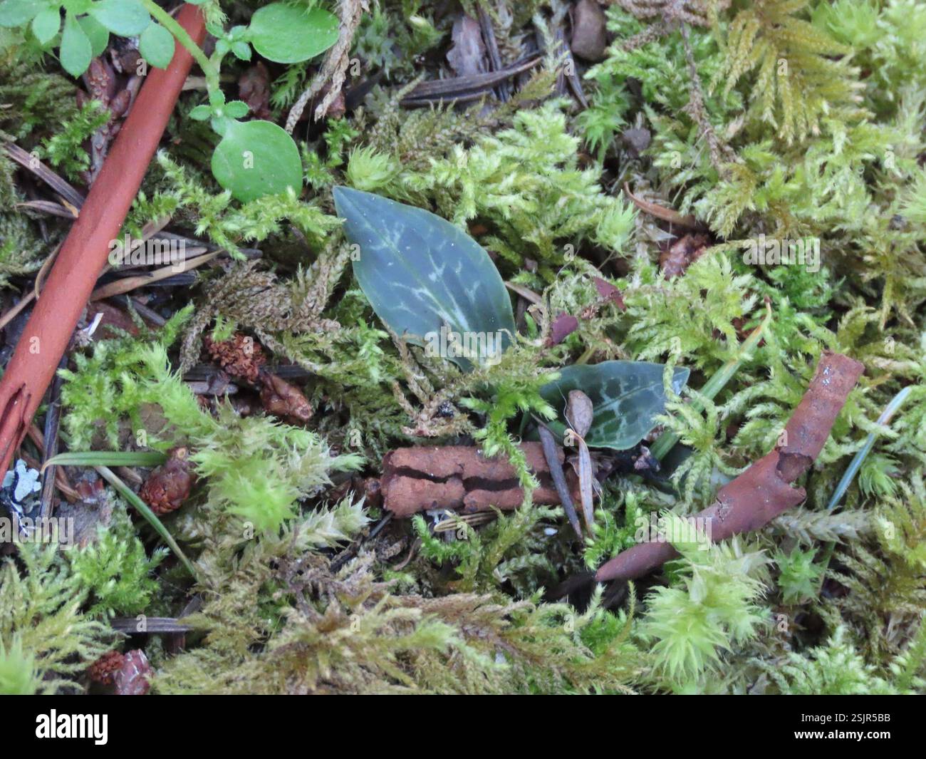 Western Rattlesnake Plantain (Goodyera oblongifolia), Plantae, Capital ...