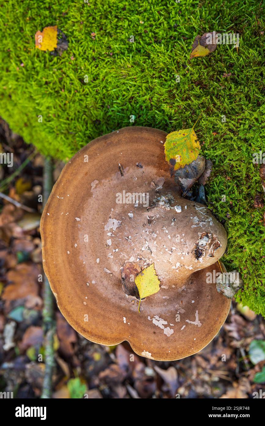 Birch polypore on dead wood Stock Photo - Alamy