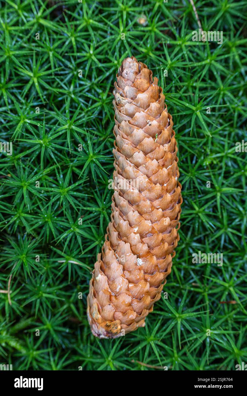 Spruce cone lying on star moss, close-up Stock Photo - Alamy