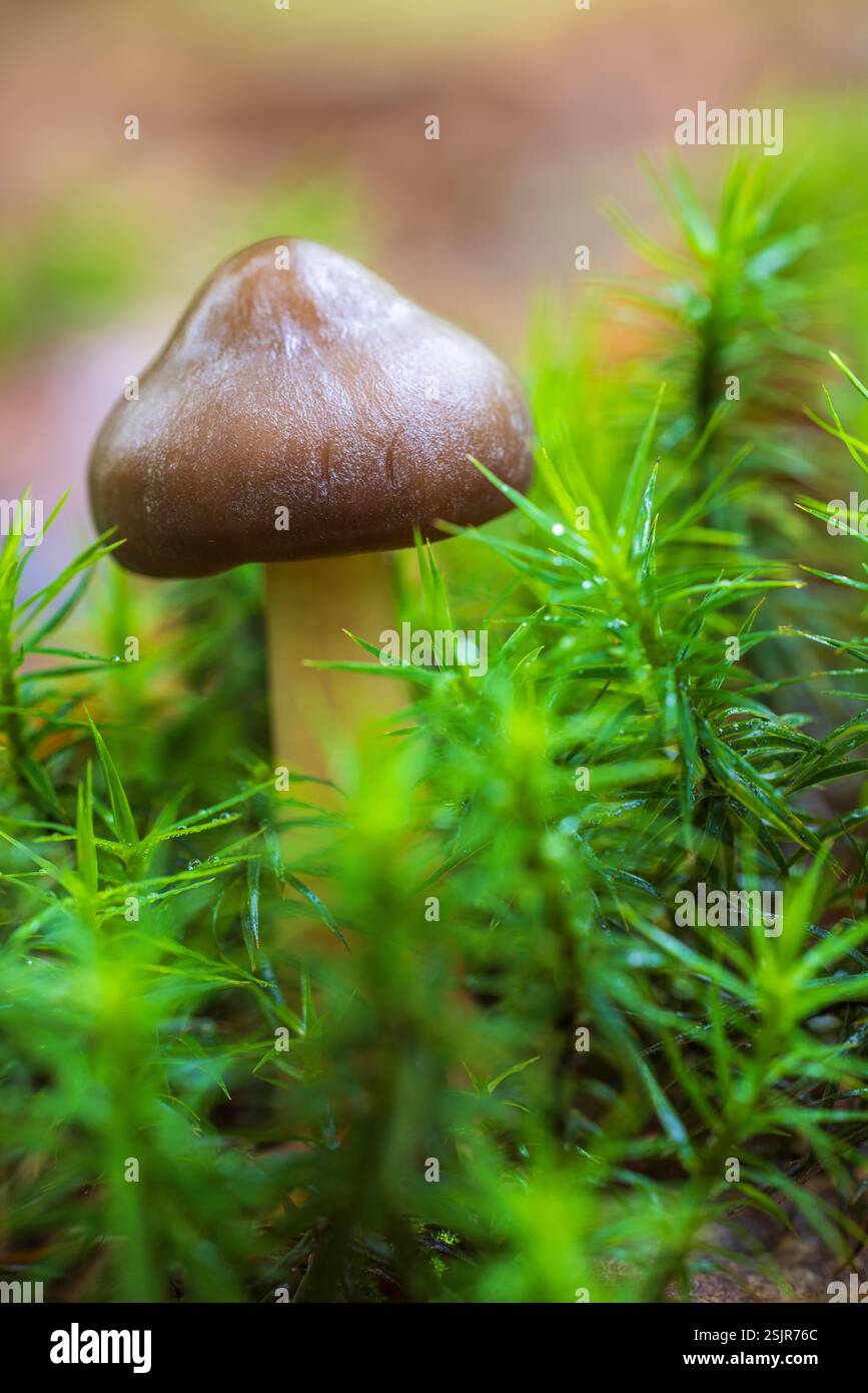 Mushrooms grow in the fall forest Stock Photo - Alamy