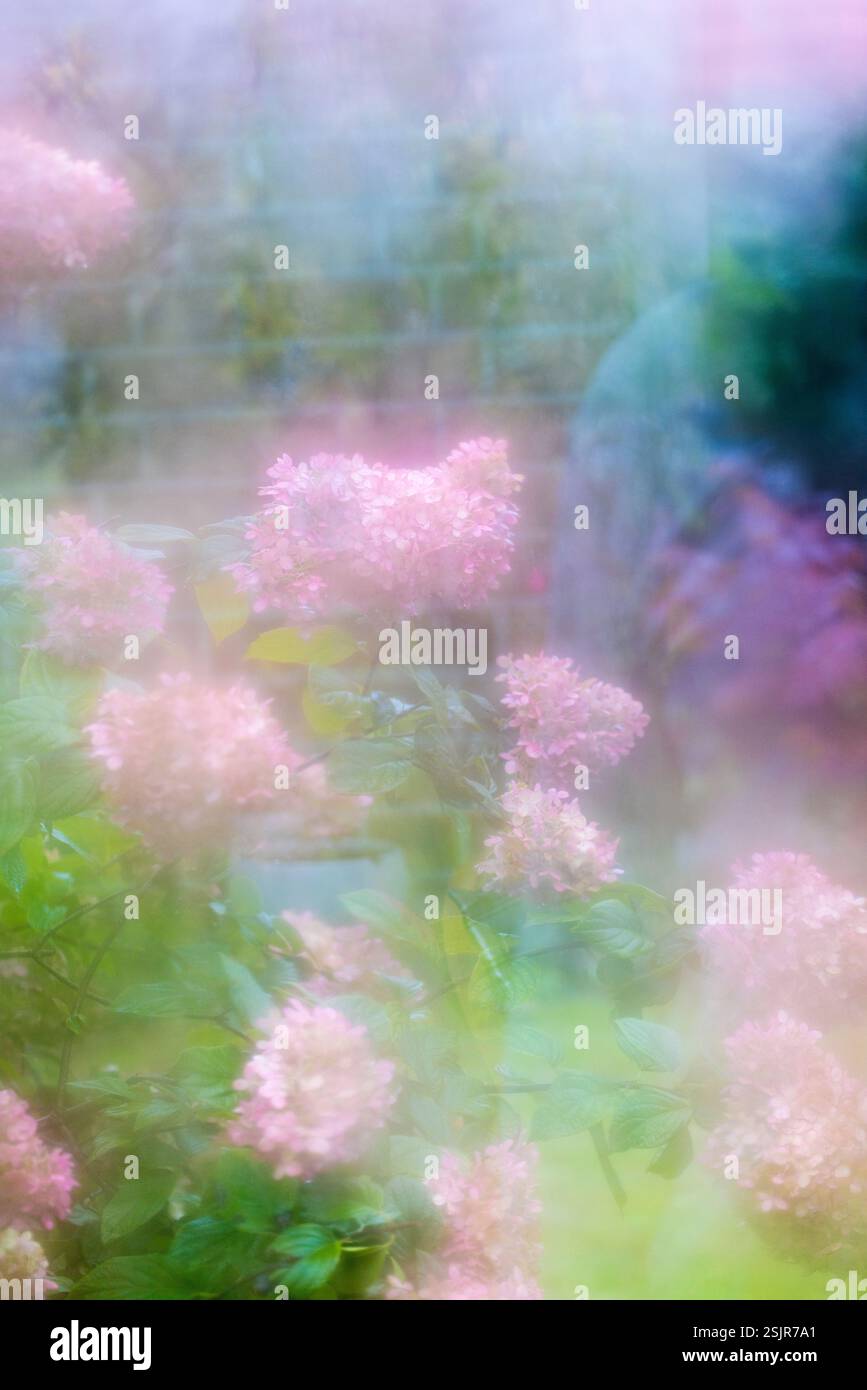 Hydrangeas in the garden, view through a glass window with blurred ...