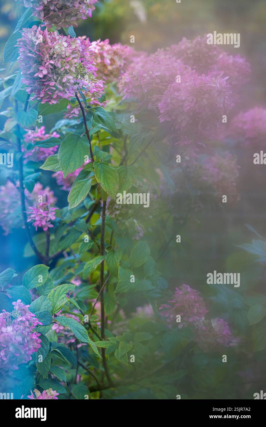 Hydrangeas in the garden, view through a glass window with blurred ...