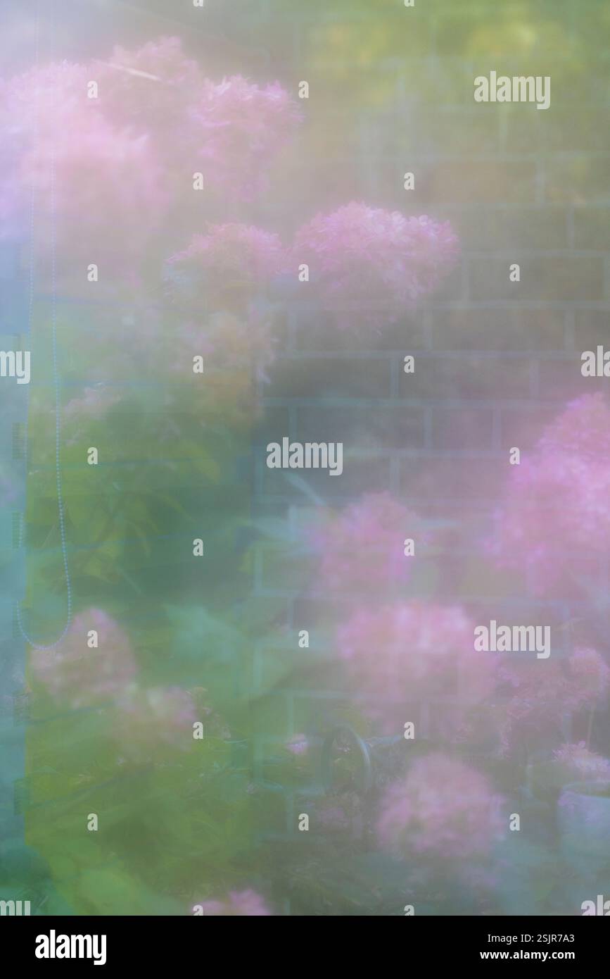 Hydrangeas in the garden, view through a glass window with blurred ...