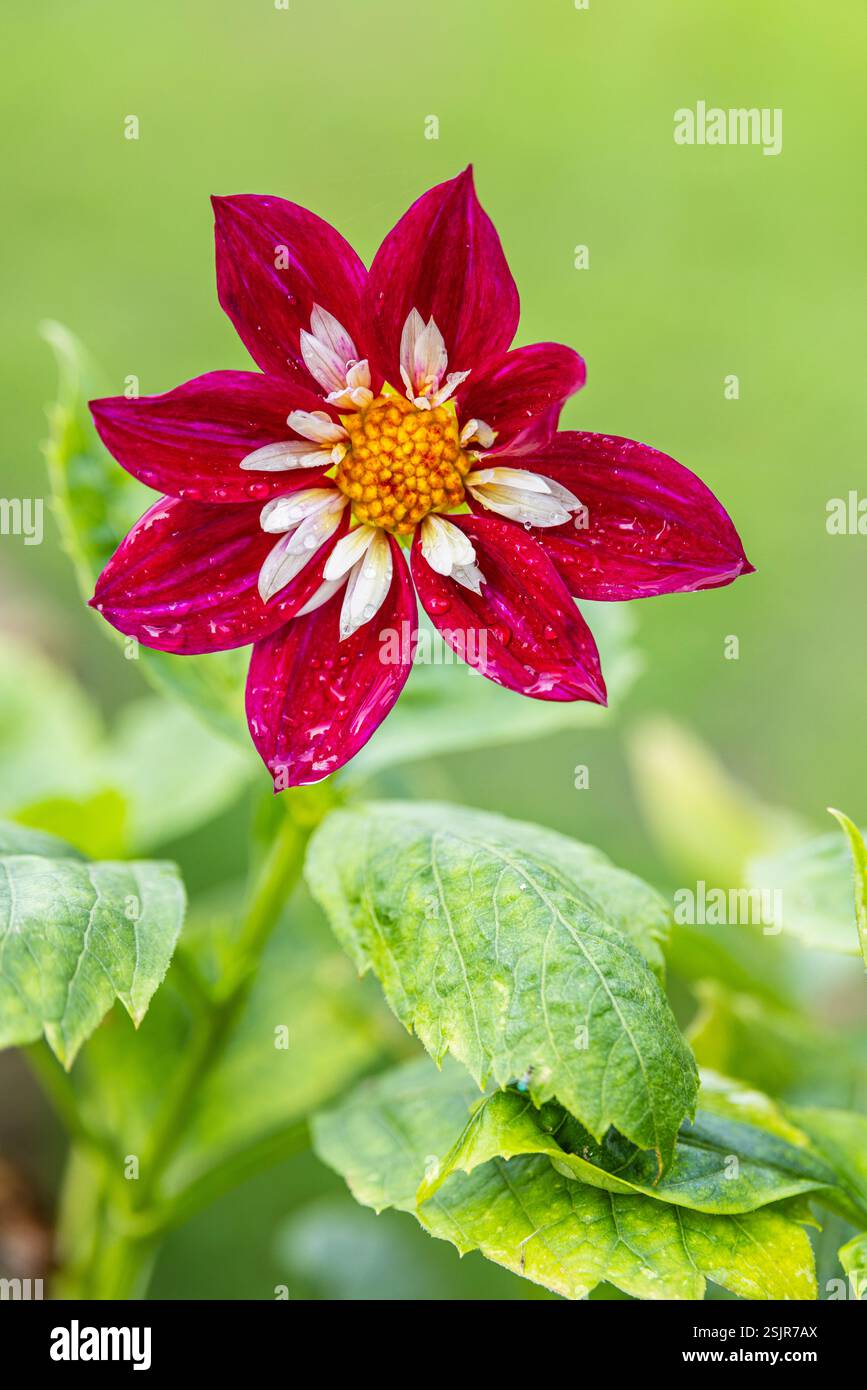 Butterfly in night hi-res stock photography and images - Alamy
