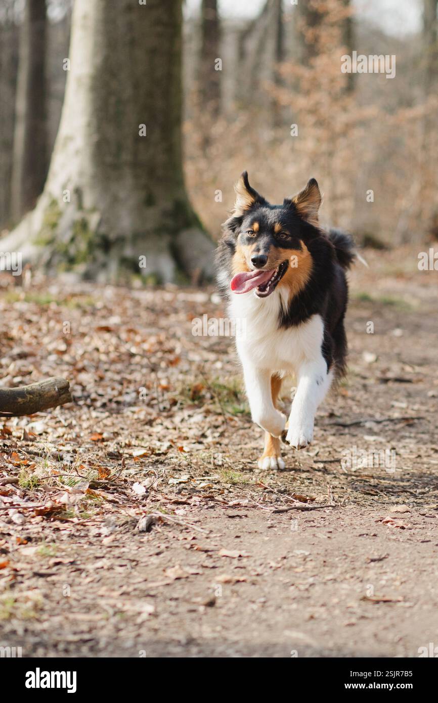 Australian Shepard, female, Black Merle Stock Photo - Alamy