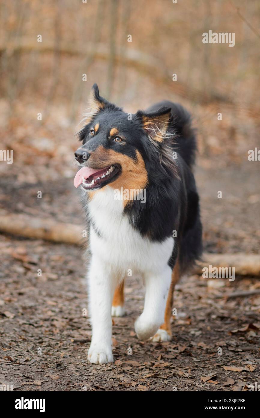 Australian Shepard, female, Black Merle Stock Photo - Alamy