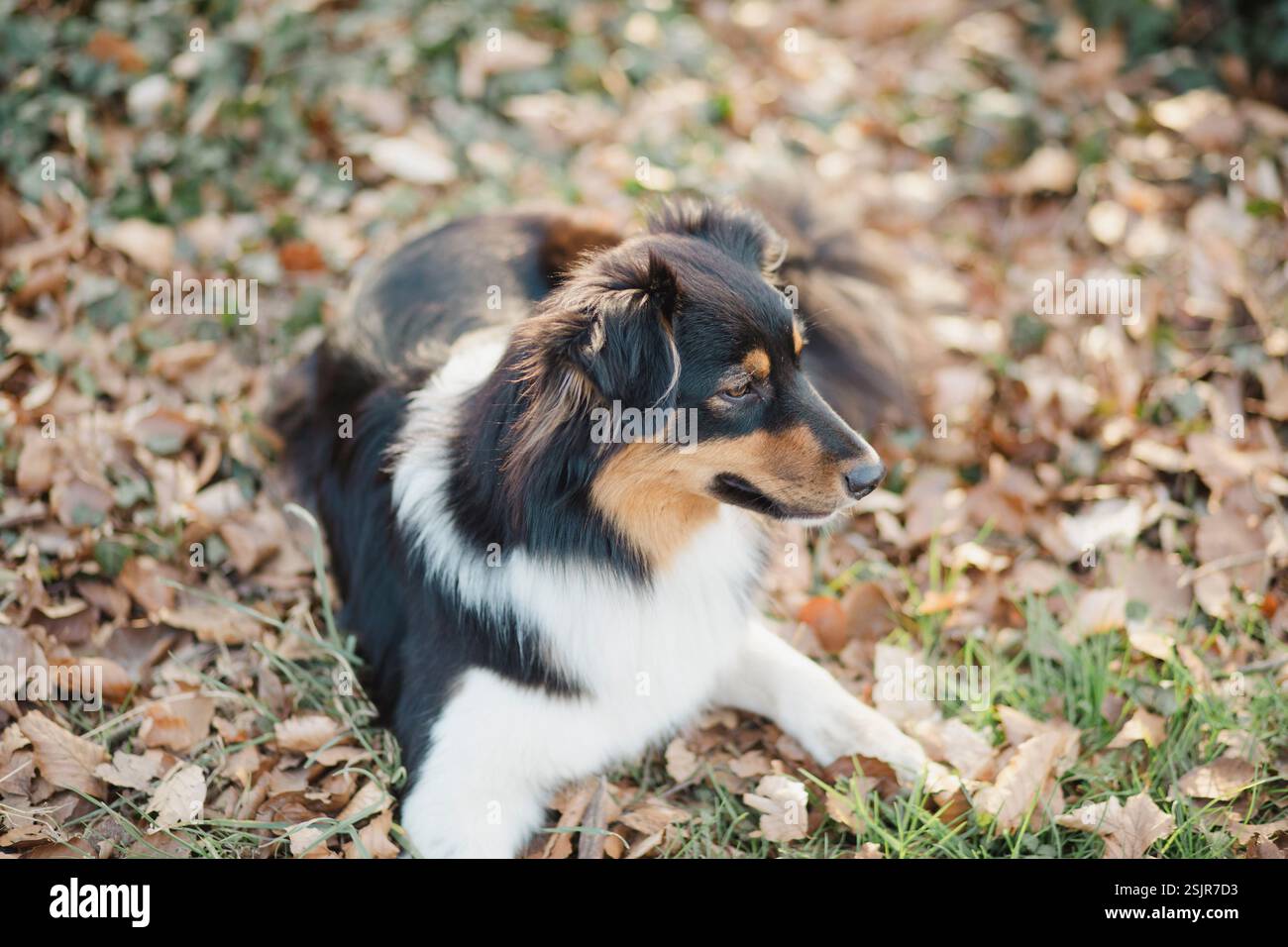 Australian Shepard, female, Black Merle Stock Photo - Alamy