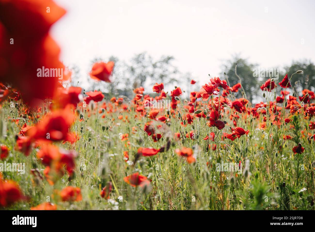 Poppy field near the Geltinger Birk Stock Photo - Alamy