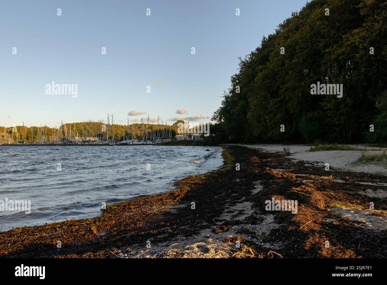 Spring valley, Glücksburg, seaweed on the beach Stock Photo - Alamy