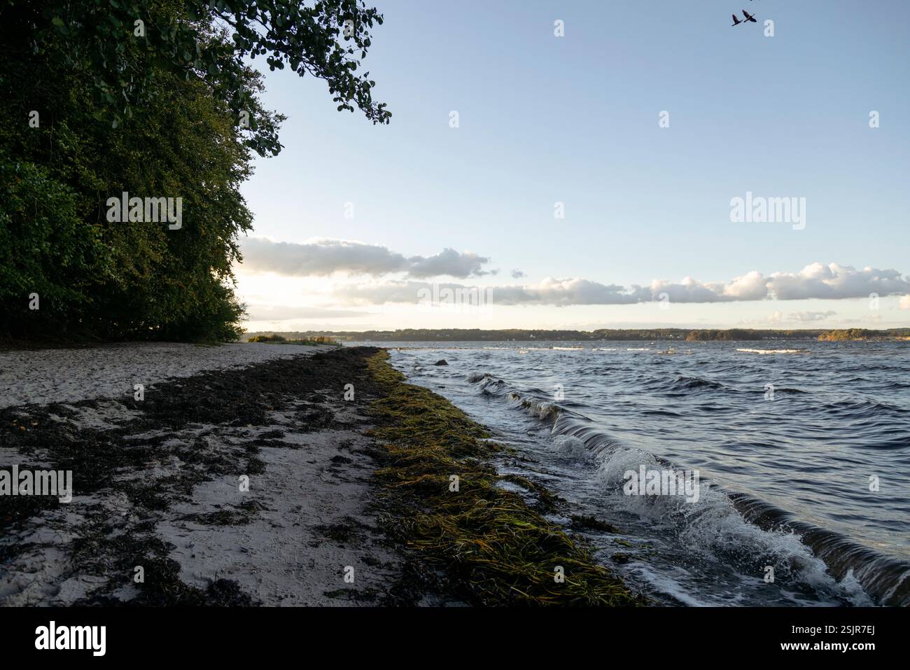 Spring valley, Glücksburg, seaweed on the beach Stock Photo - Alamy