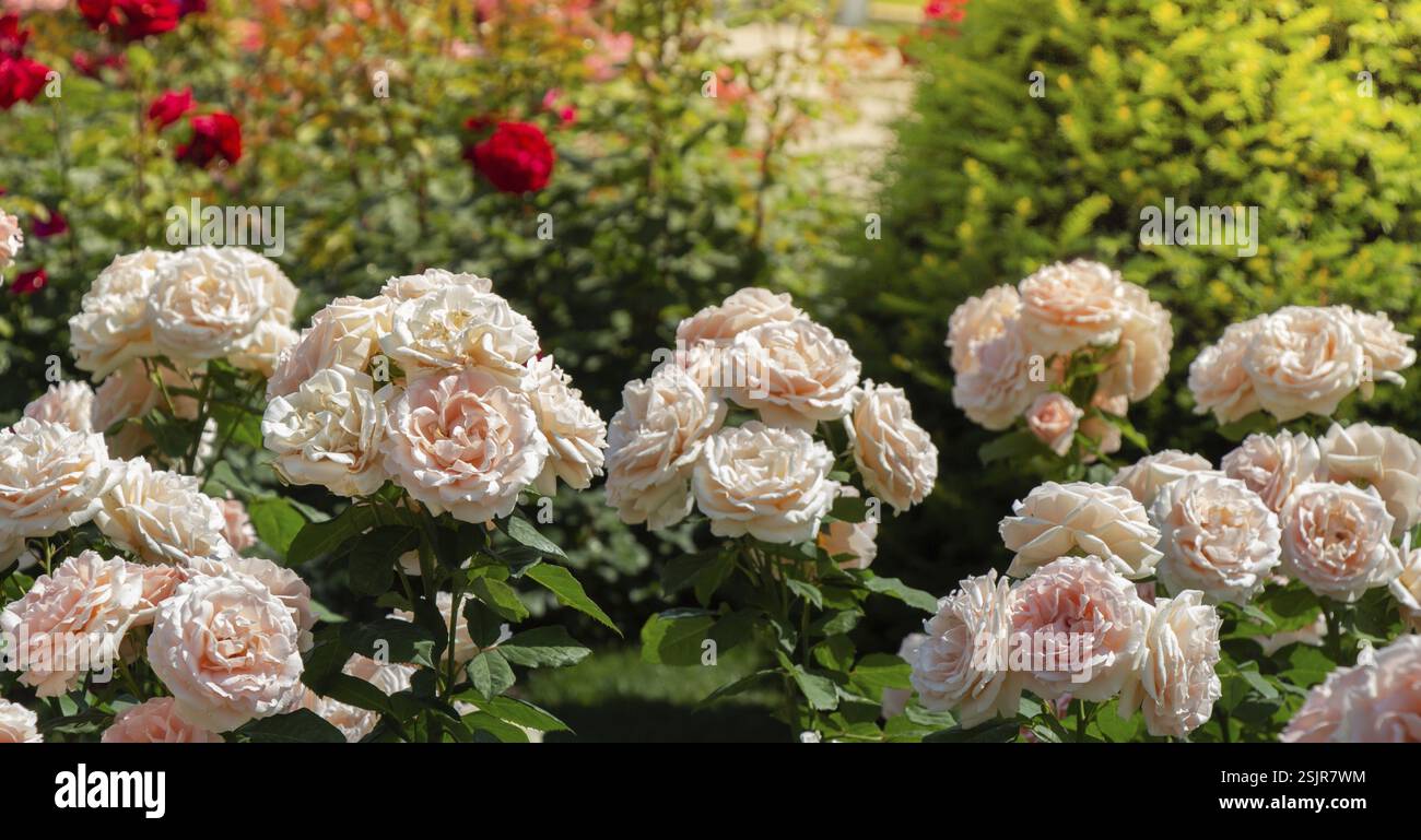 White roses in a botanical park in Istanbul on display Stock Photo - Alamy
