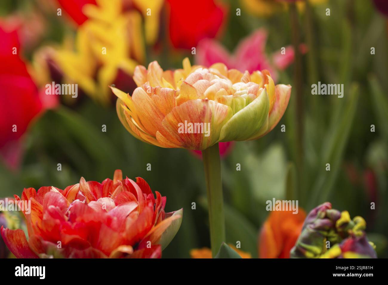 Colorful tulip flowers bloom in the spring garden Stock Photo - Alamy