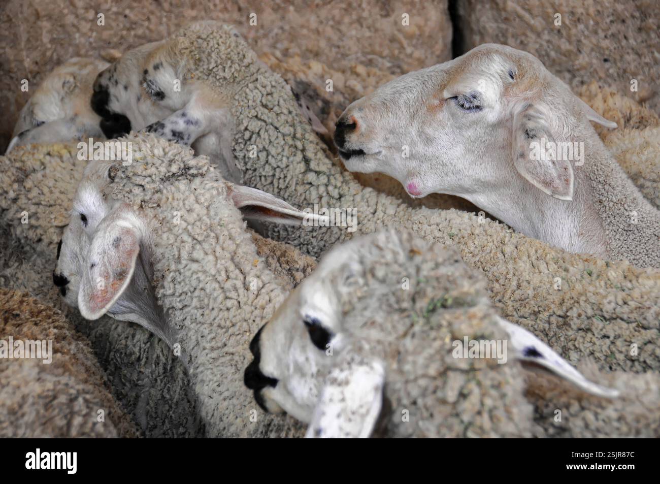 Close-up of a densely packed flock of sheep with woolly coats, desert ...