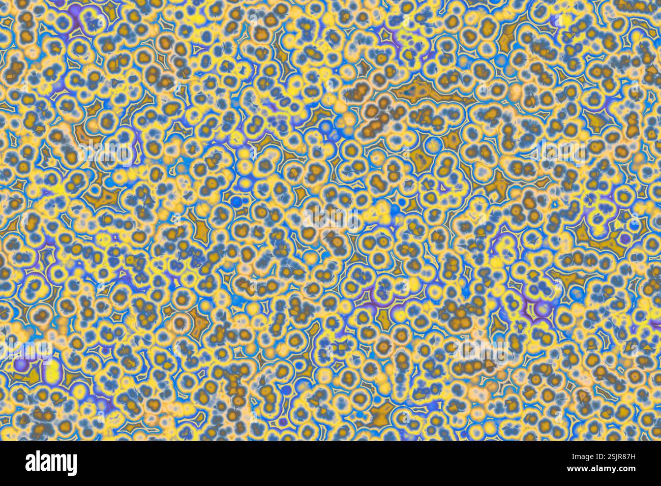 Shape of bacterial cell: cocci, bacilli, spirilla bacteria background ...