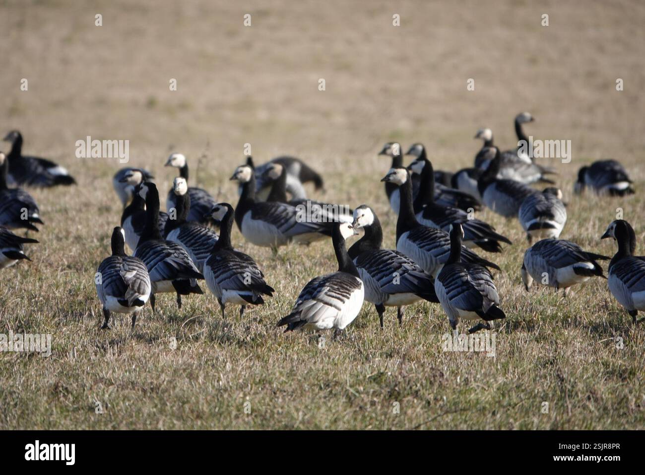 Barnacle Goose (Branta leucopsis), Aves, 3200 Helsinge, Danmark Stock ...