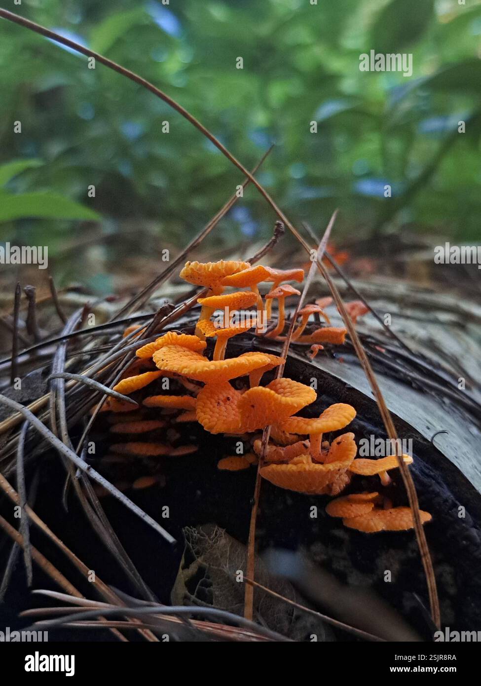 orange pore fungus (Favolaschia claudopus), Fungi, Mount Victoria ...