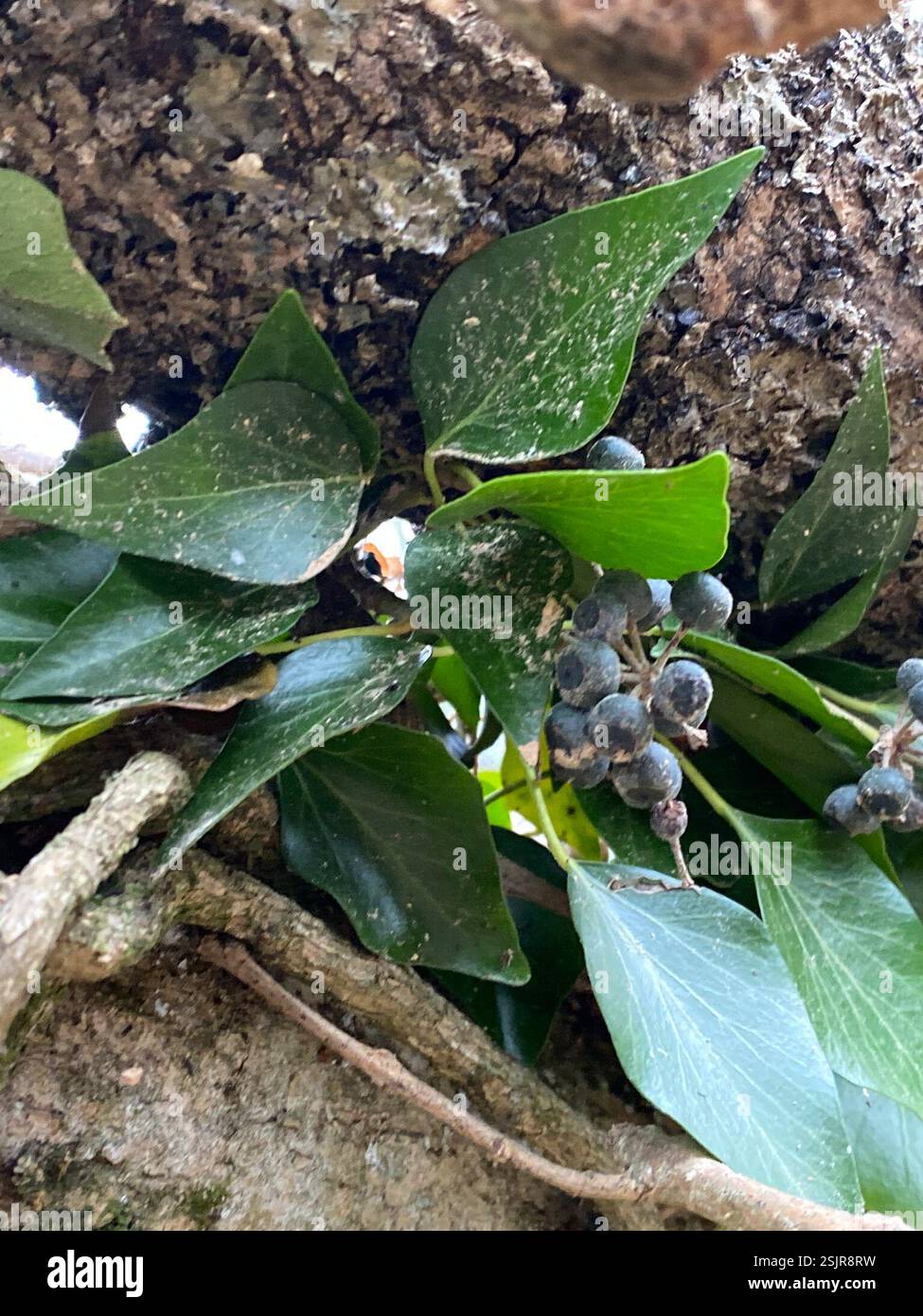 common ivy (Hedera helix), Plantae, High Weald Area of Outstanding ...