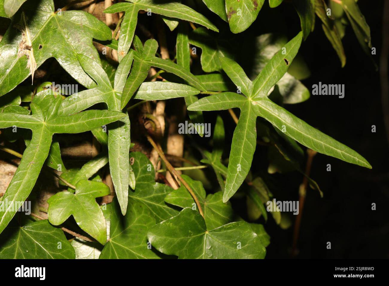 common ivy (Hedera helix), Plantae, Netherley Park, Wood Lane ...