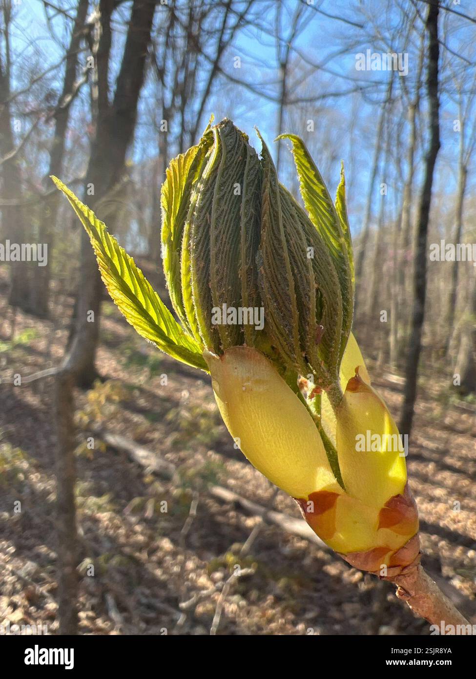 painted buckeye (Aesculus sylvatica), Plantae, Chapel Hill, NC, US ...
