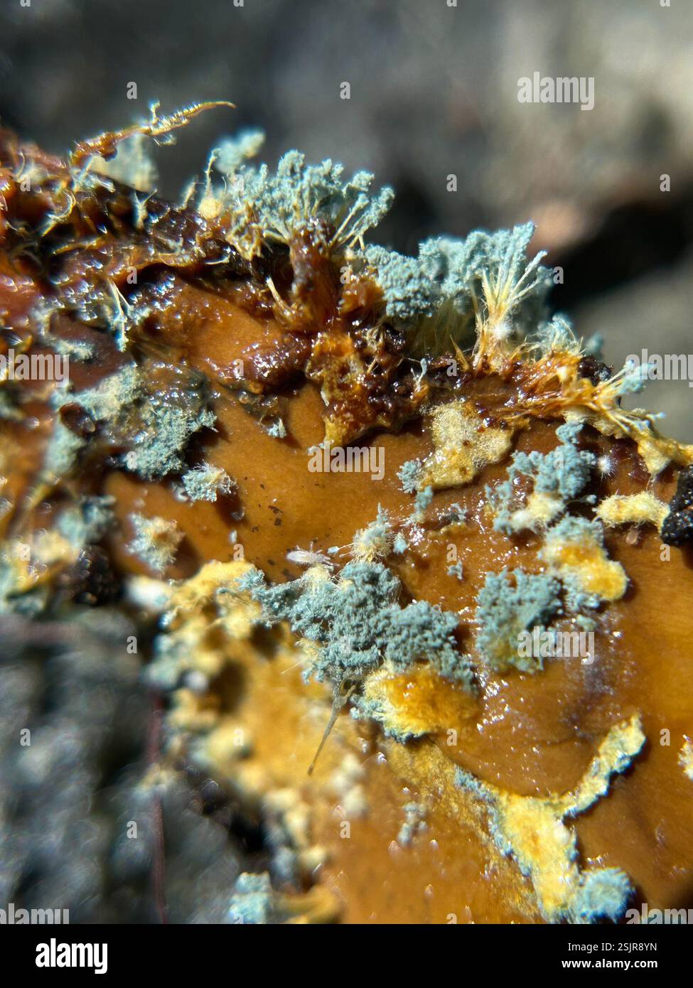 Ascomycete Fungi (Ascomycota), Fungi, Sage Ave, Los Osos, CA, US, Well ...