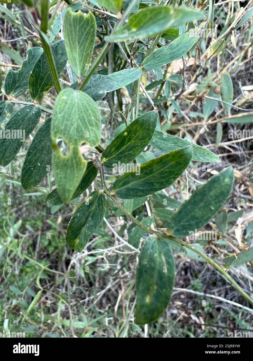 common pacific pea (Lathyrus vestitus vestitus), Plantae, Orange County ...
