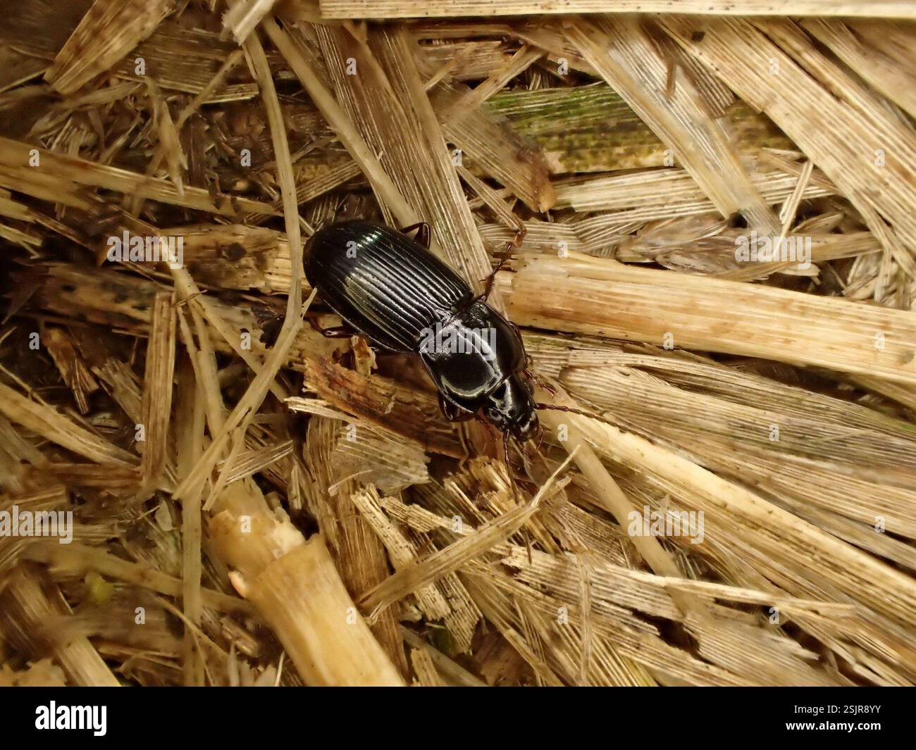 (Pterostichus microcephalus), Insecta, Ibaraki, JP, コガシラナガゴミムシ Stock ...