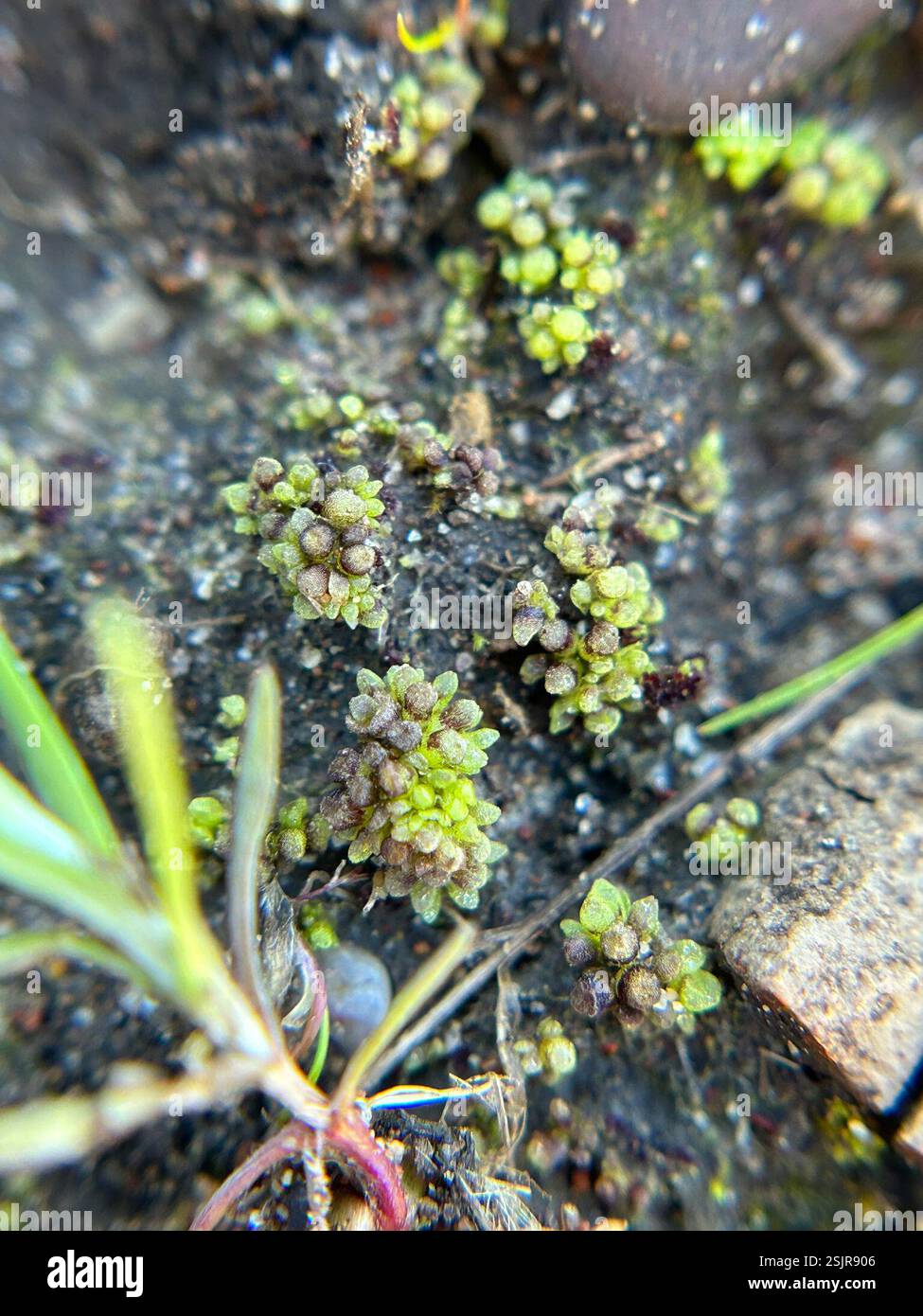 Bottle Liverworts (Sphaerocarpos), Plantae, Monaña de Oro State Park ...