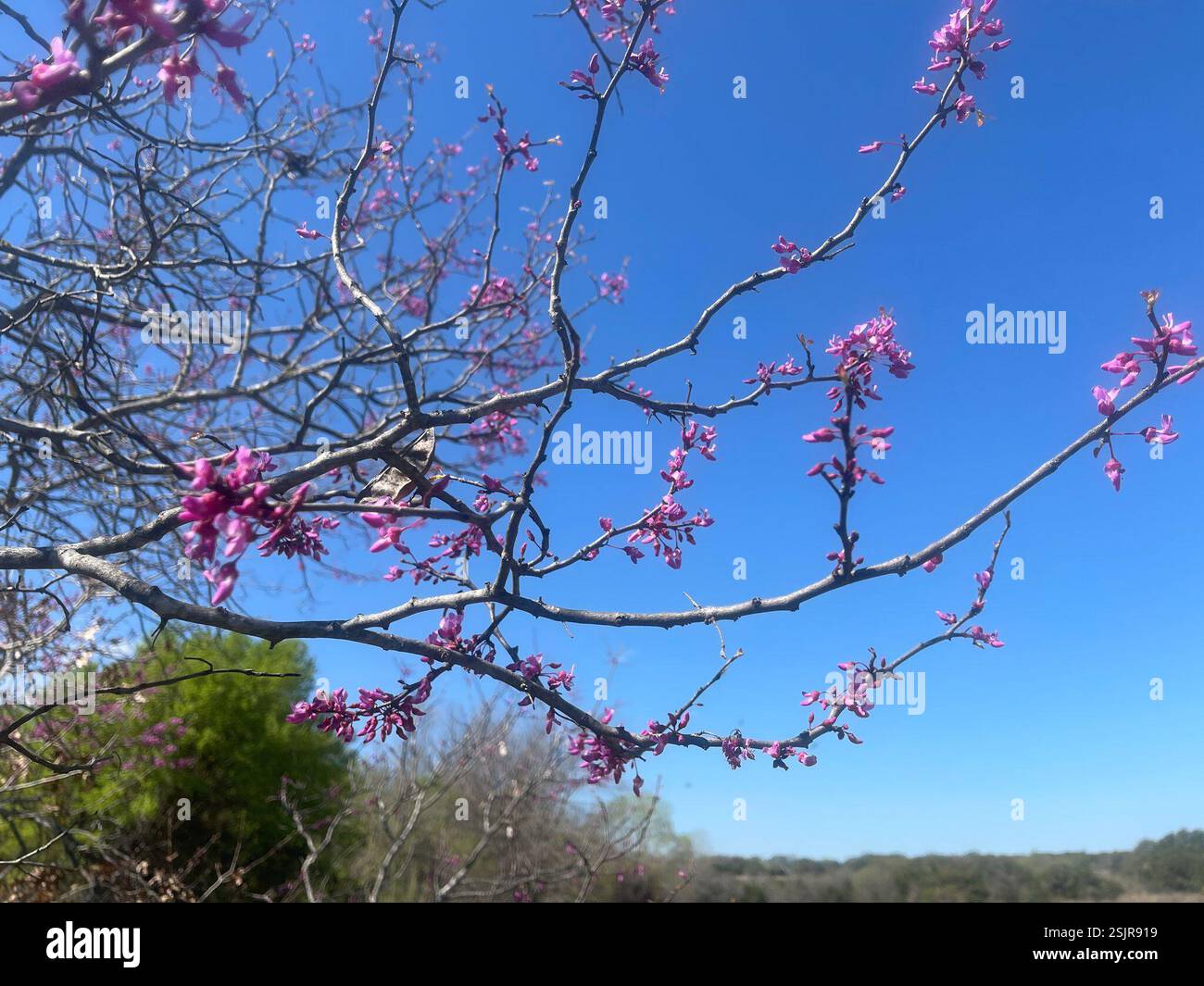 eastern redbud (Cercis canadensis), Plantae, Texas, US Stock Photo - Alamy