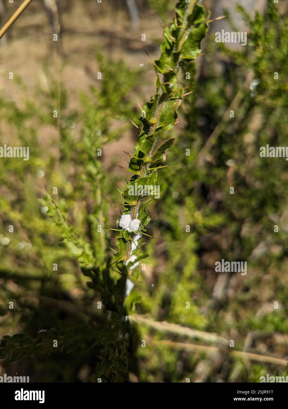 Kangaroo thorn (Acacia paradoxa), Plantae, Greenvale VIC 3059 ...