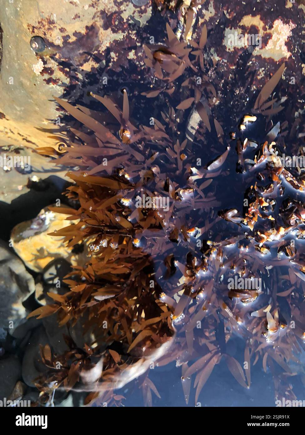 (Prionitis lanceolata), Plantae, San Mateo, Golden Gate National ...