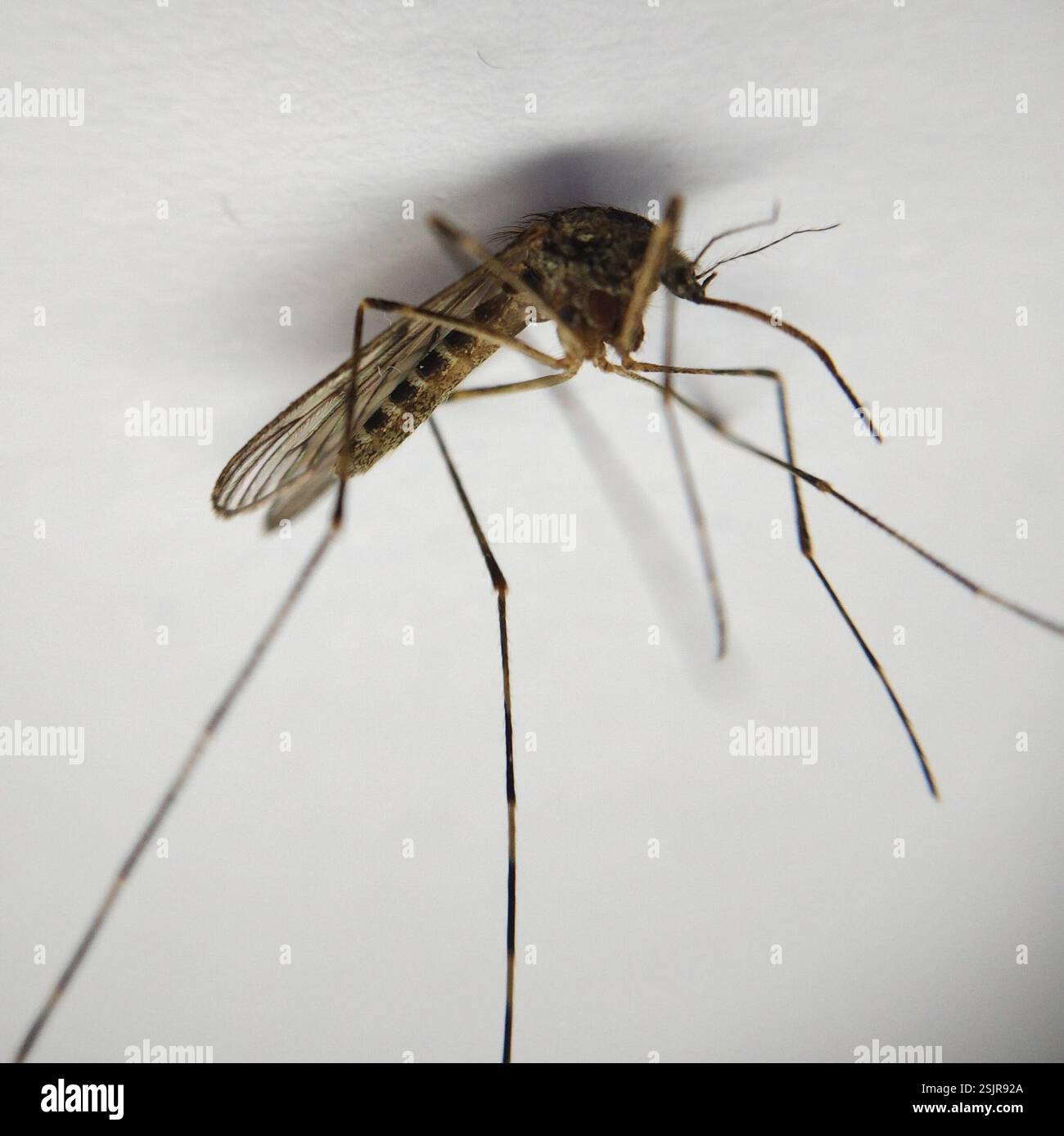 Banded house mosquito (Culiseta annulata), Insecta, Kosanin dol ...