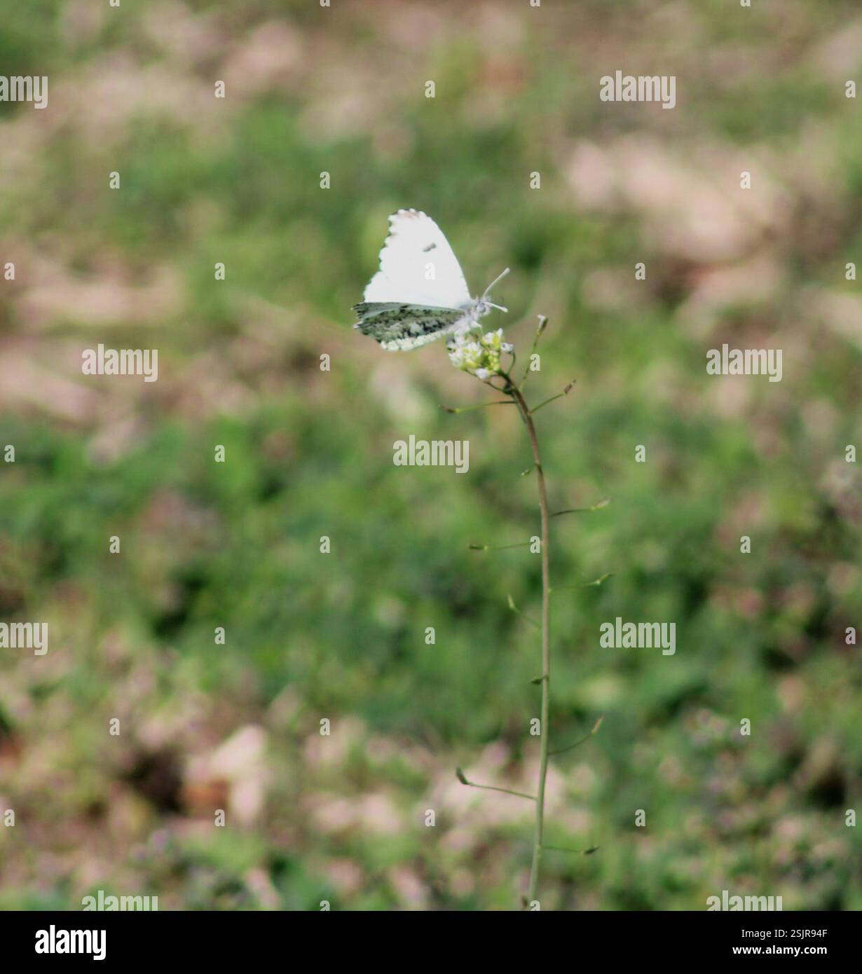 Falcate Orangetip (Anthocharis midea), Insecta, 5896 State Hwy 199 ...