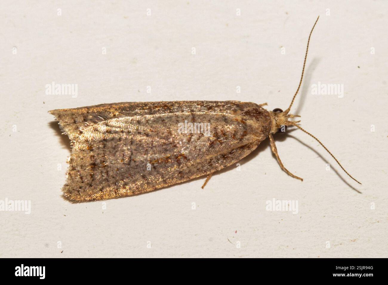 (Harmologa), Insecta, St Bathans, New Zealand, Not very sure of ID ...