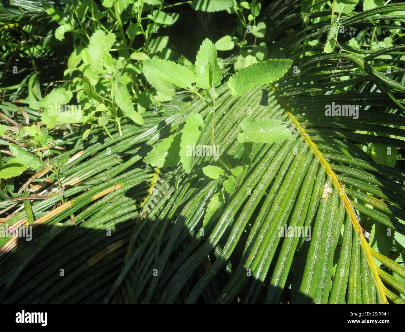 Florida Hedgenettle (Stachys floridana), Plantae, Coastal Georgia ...