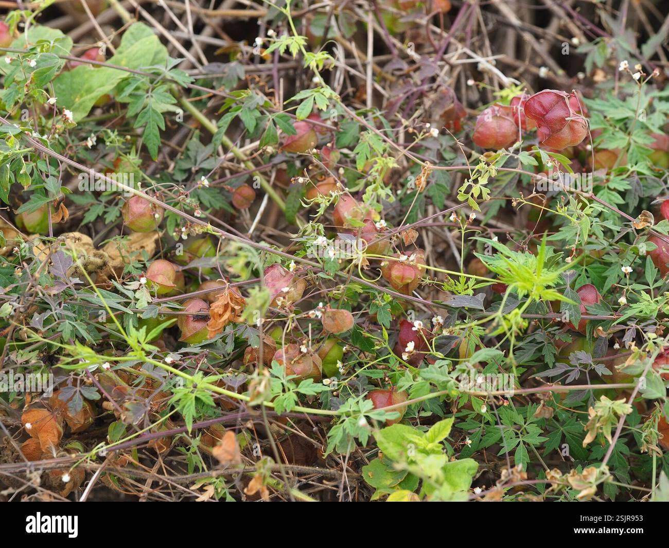 Lesser Balloon Vine (Cardiospermum halicacabum), Plantae, 台灣嘉義縣 Stock ...