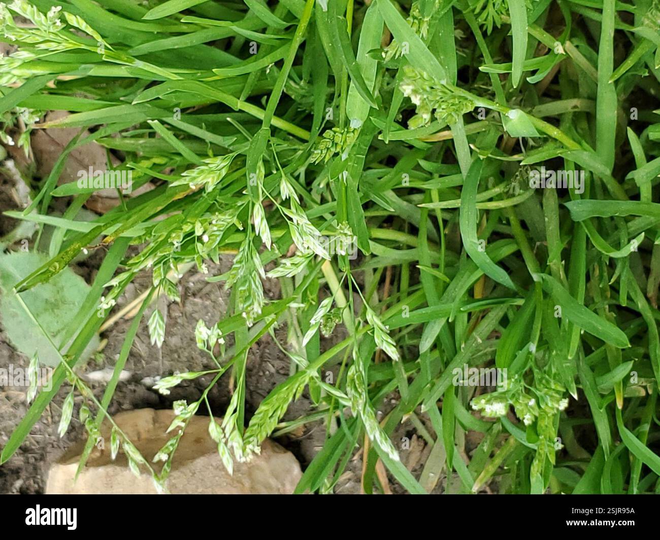 Annual Meadow-grass (Poa annua), Plantae, Jefferson, Alabama, United ...