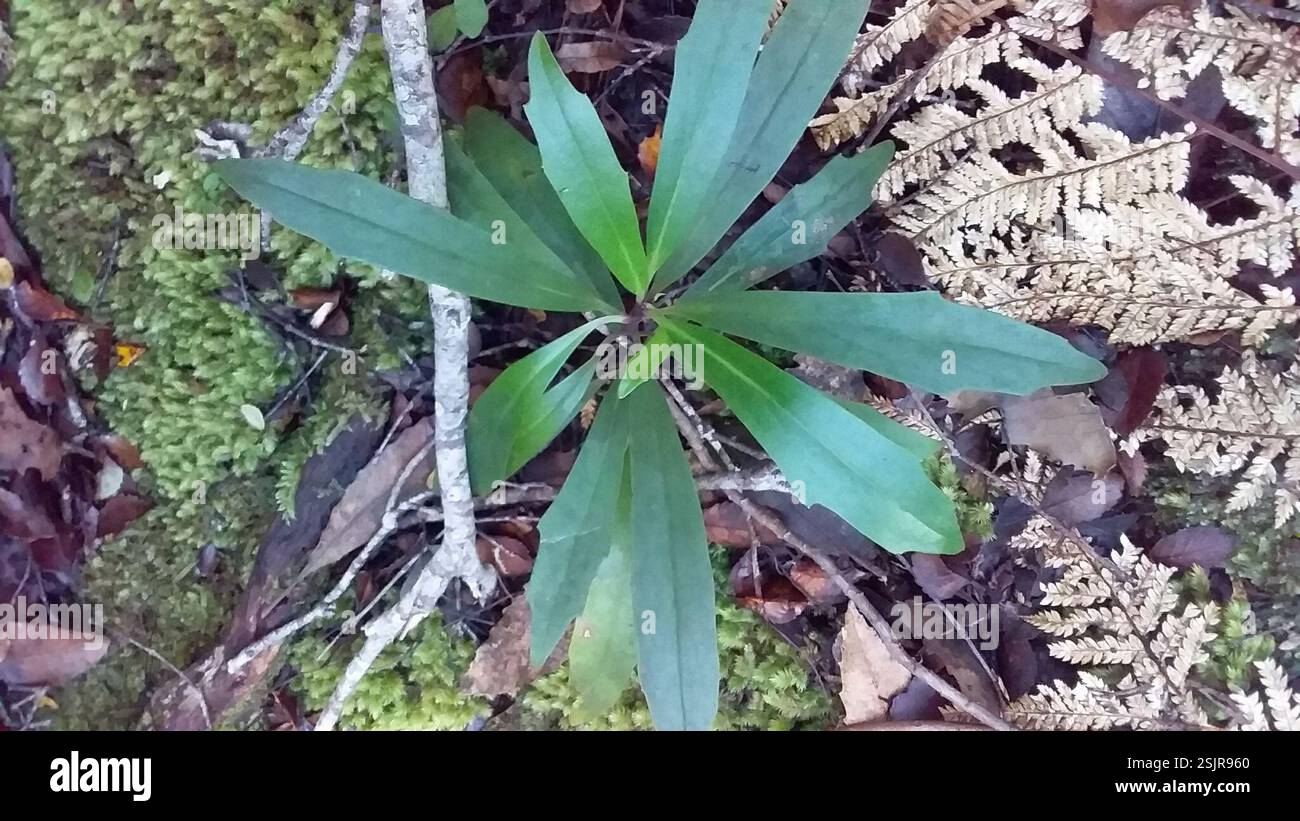 Kirk's tree daisy (Brachyglottis kirkii), Plantae, Whenuakite, New ...