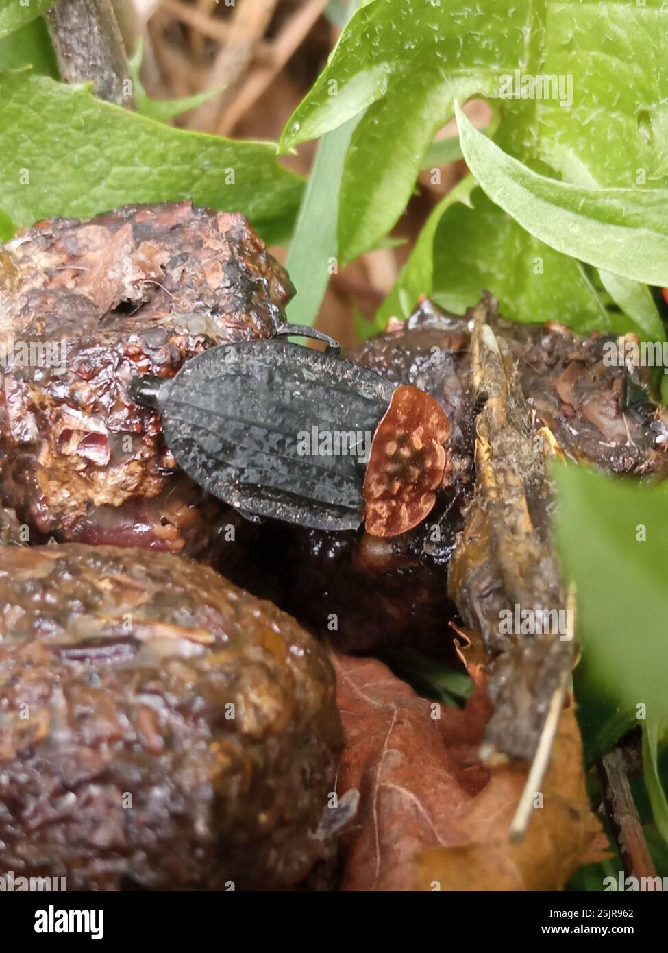 Red-breasted Carrion Beetle (Oiceoptoma thoracicum), Insecta, La Frette ...