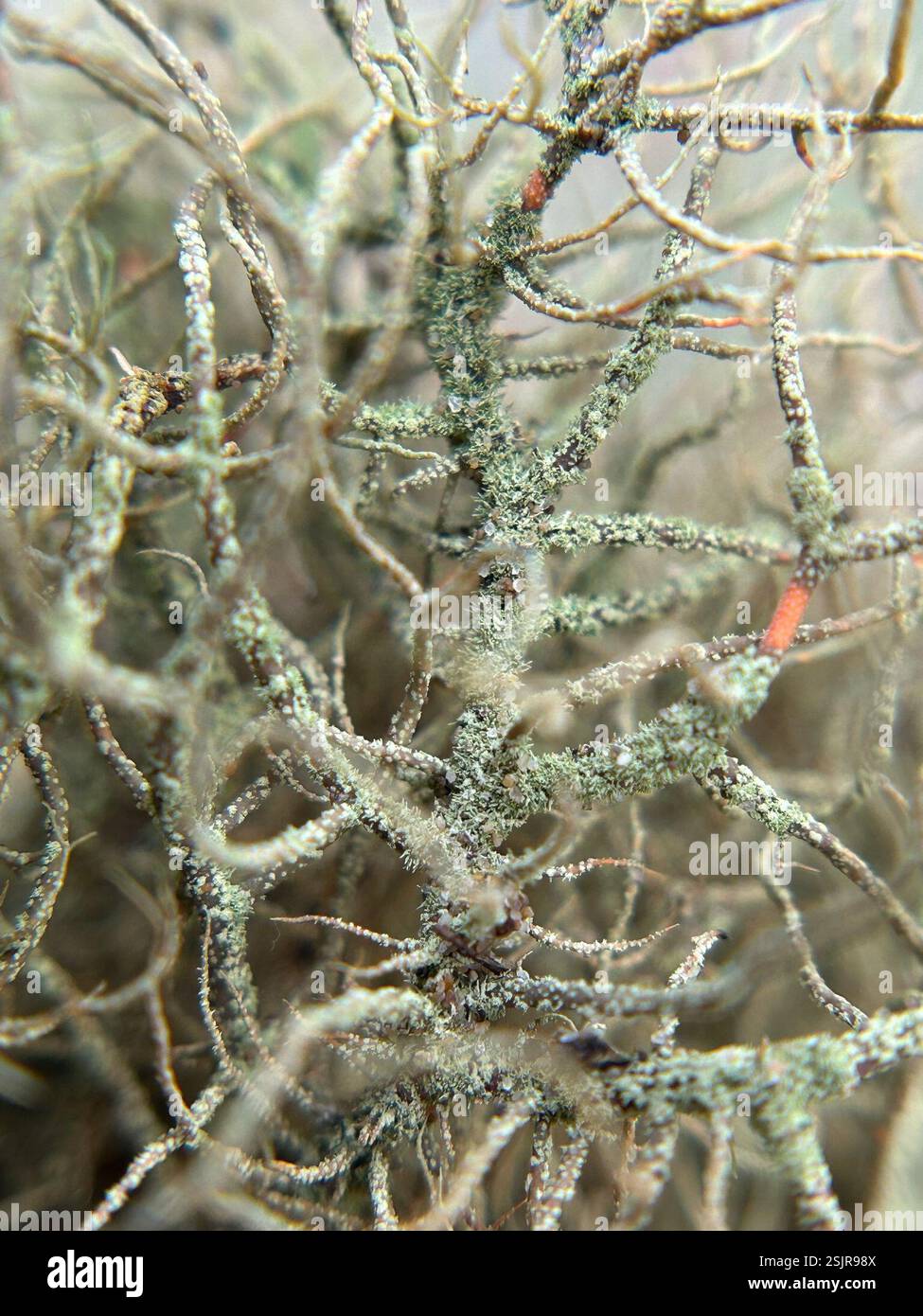 beard lichens (Usnea), Fungi, Pecho Valley Rd, Los Osos, CA, US, I ...