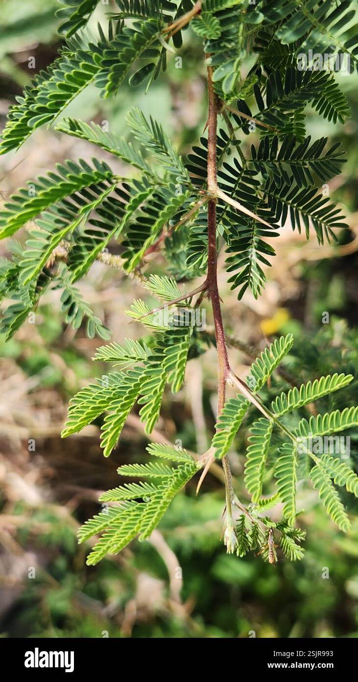 Sweet acacia (Vachellia farnesiana), Plantae, Loreto, MX-BS, MX Stock ...